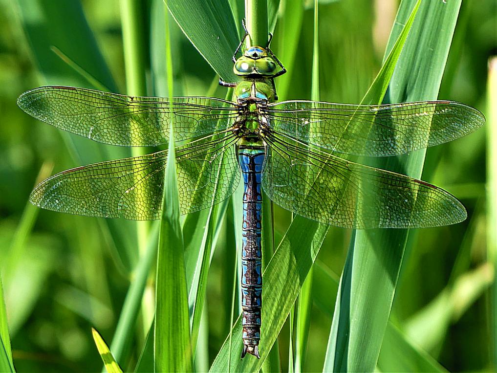 Ważki - Husarz władca, anax imperator